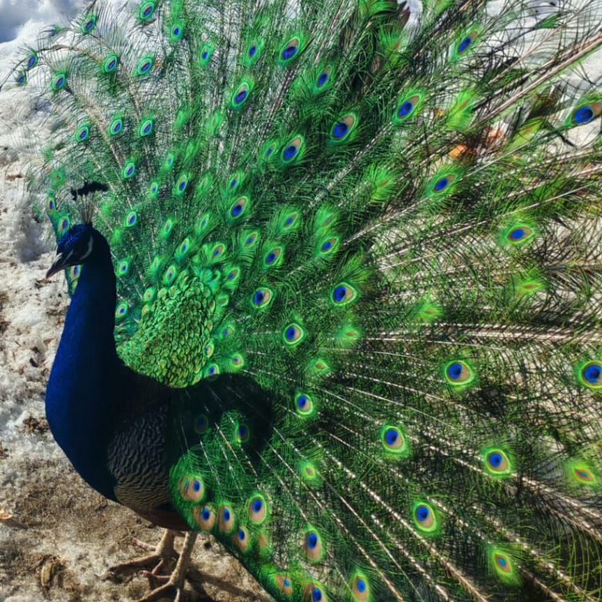 Фазаны, павлины