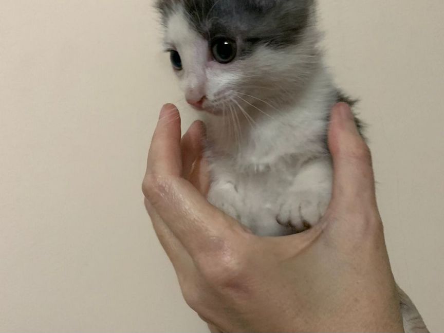 Кошки