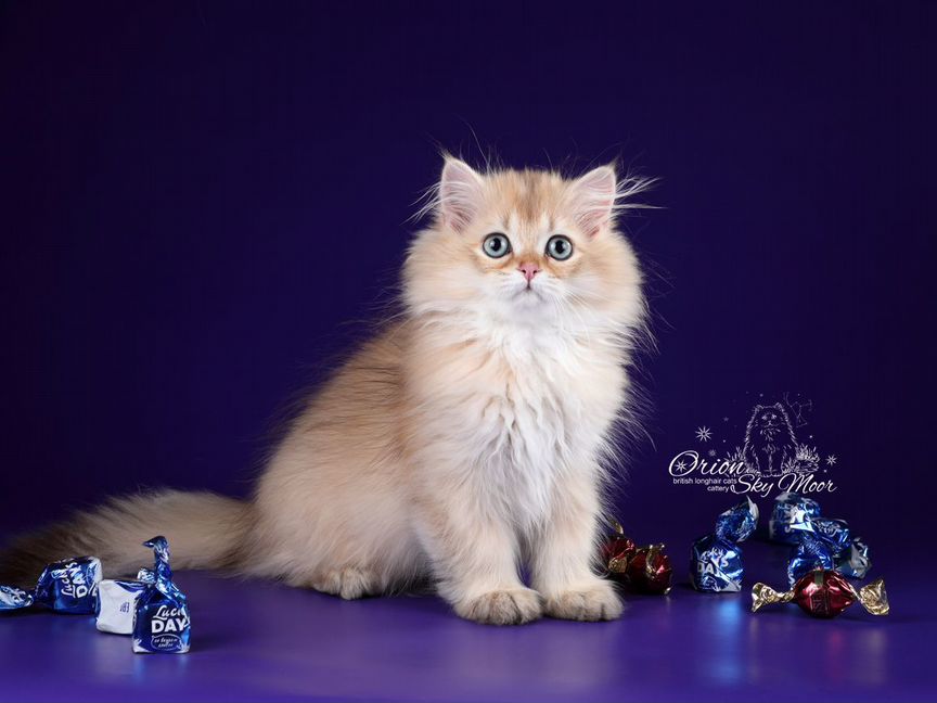 Золотой британский котик