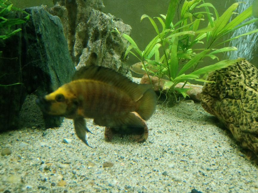 Альтолапрологус "Gold head"