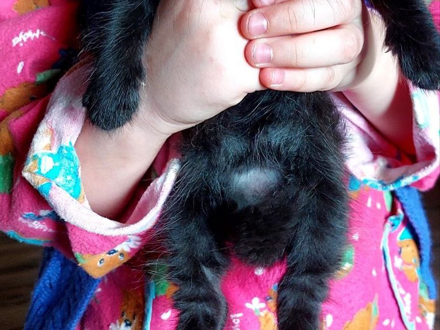 Котик