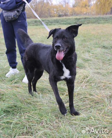 Максу опасно жить в приюте. Добряку нужен дом