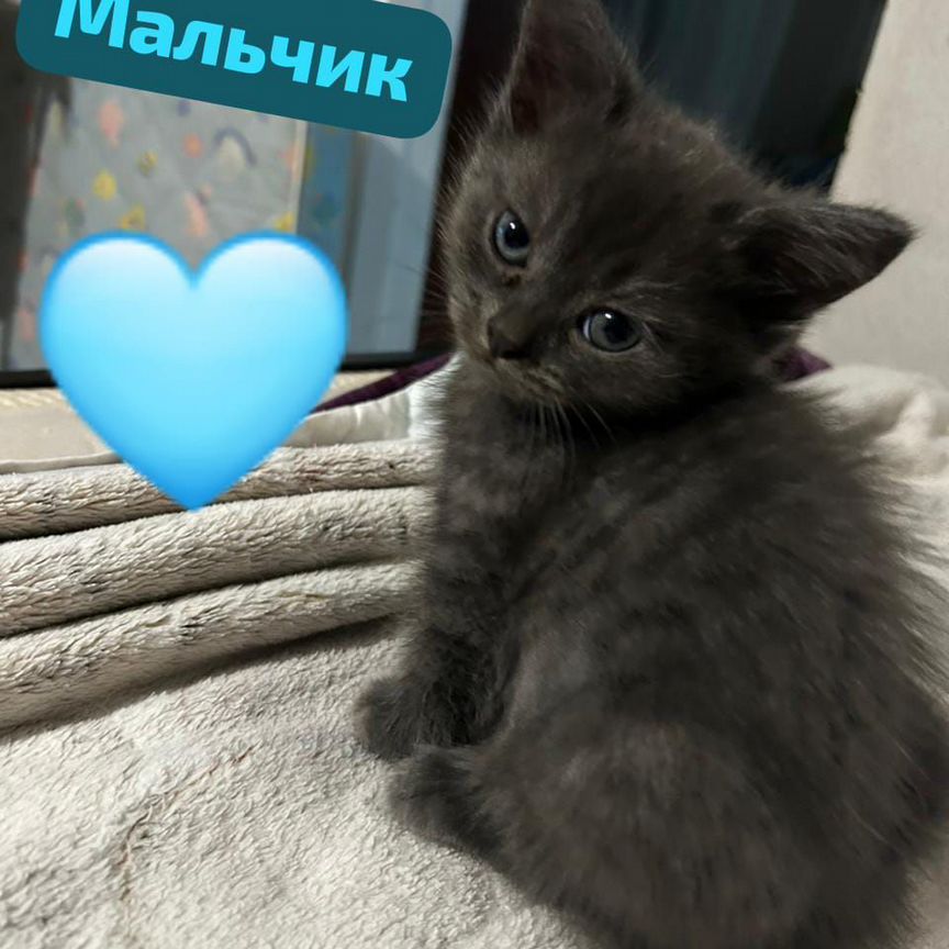 Котята с доставкой