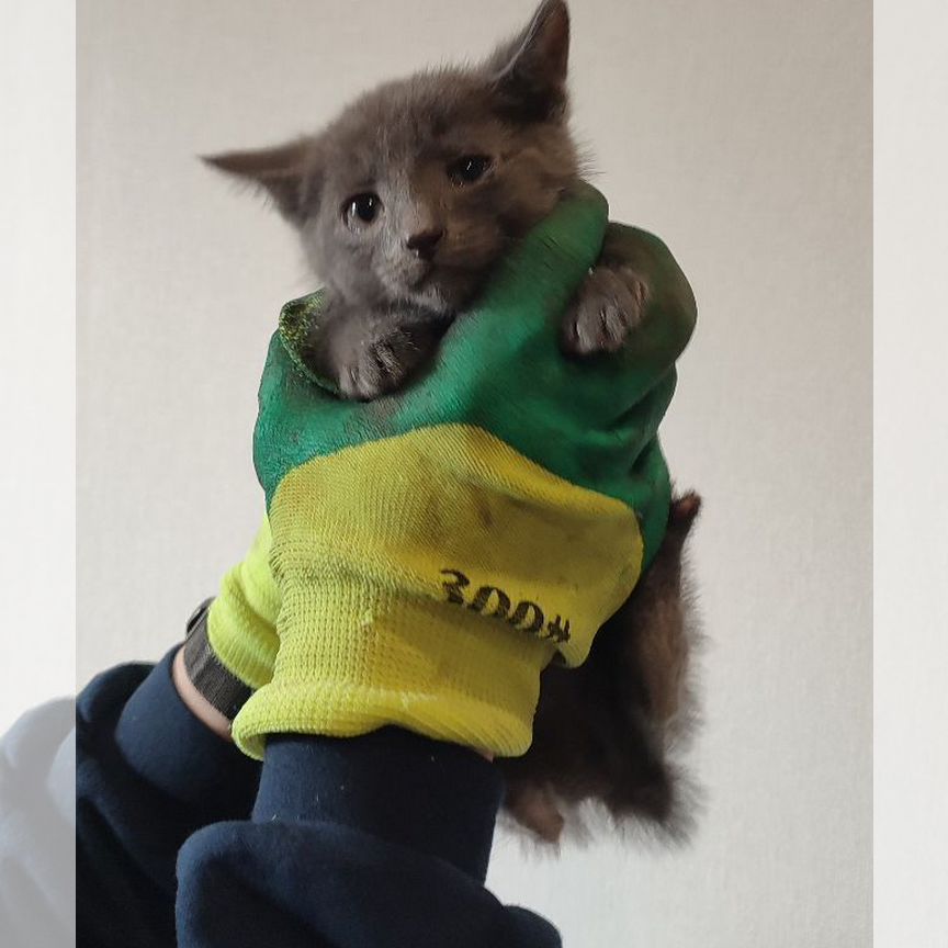Котёнок в добрые руки