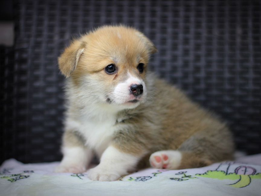 Вельш-корги пемброк щенки