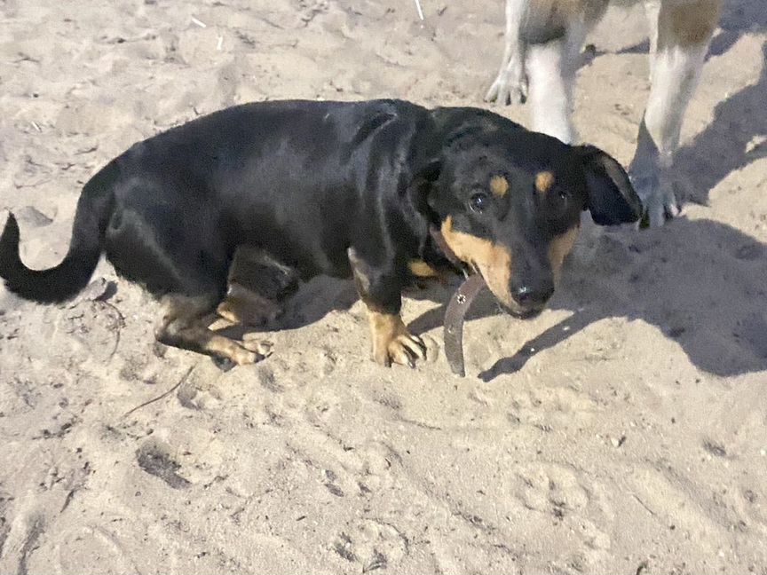 Найдена собака