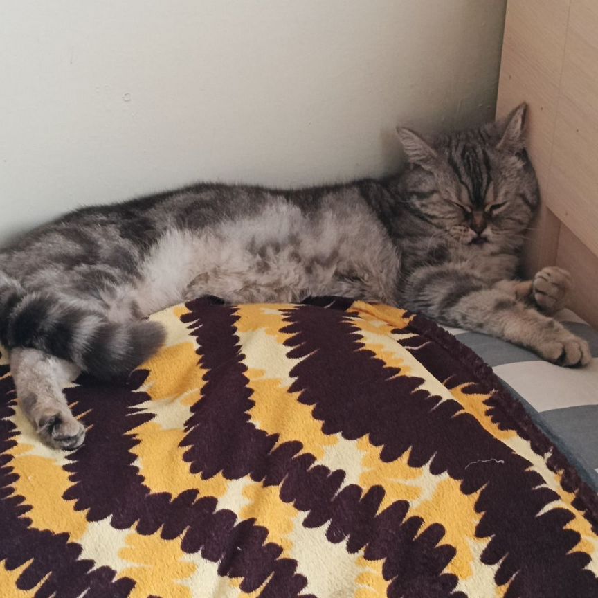 Кошка
