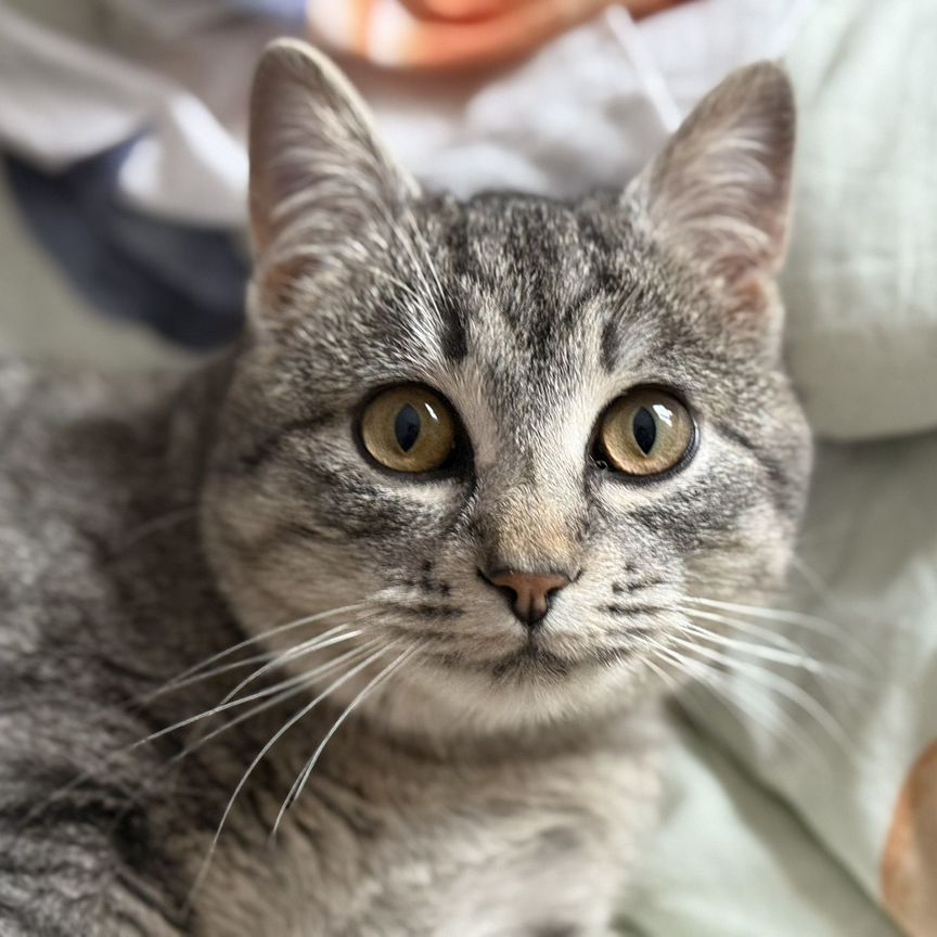 Котенок ищет дом