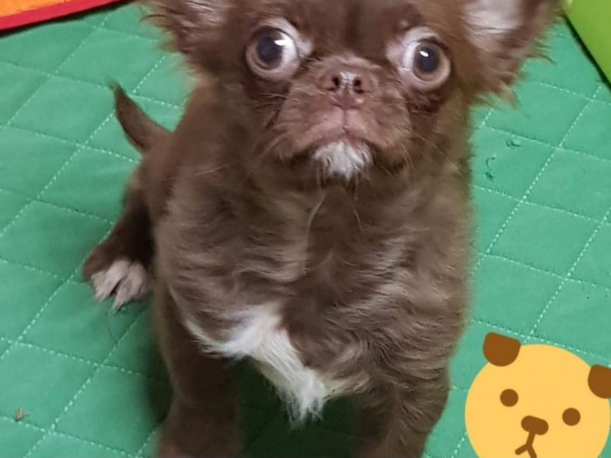 Чихуахуа шоколадный зайка