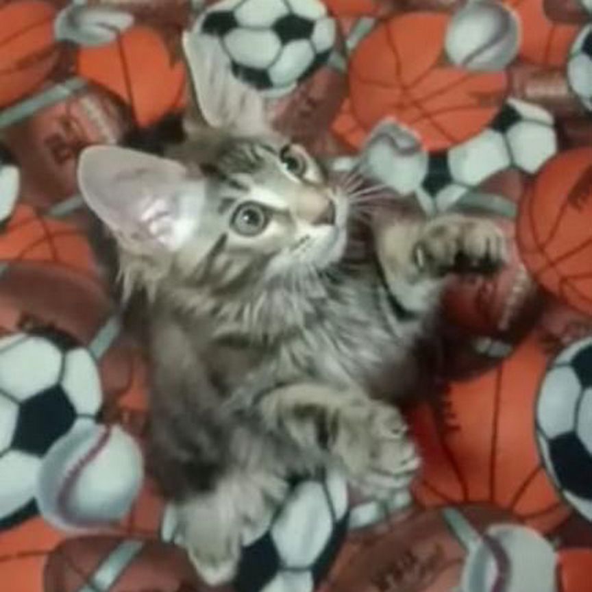 Котята мейн-кун