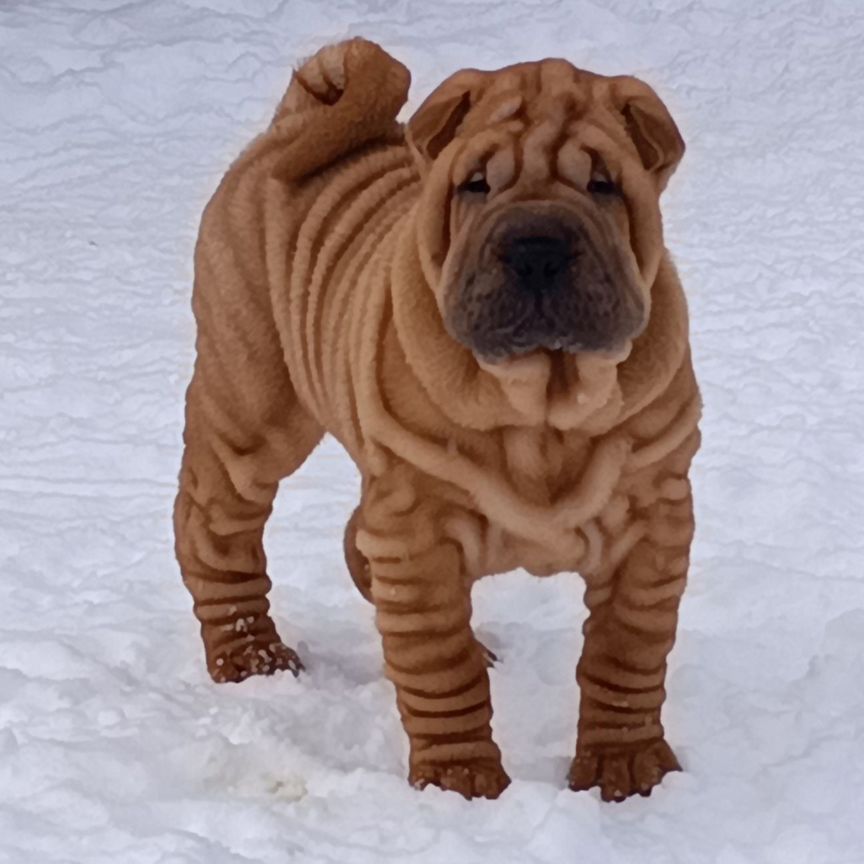 Шарпей, щенок