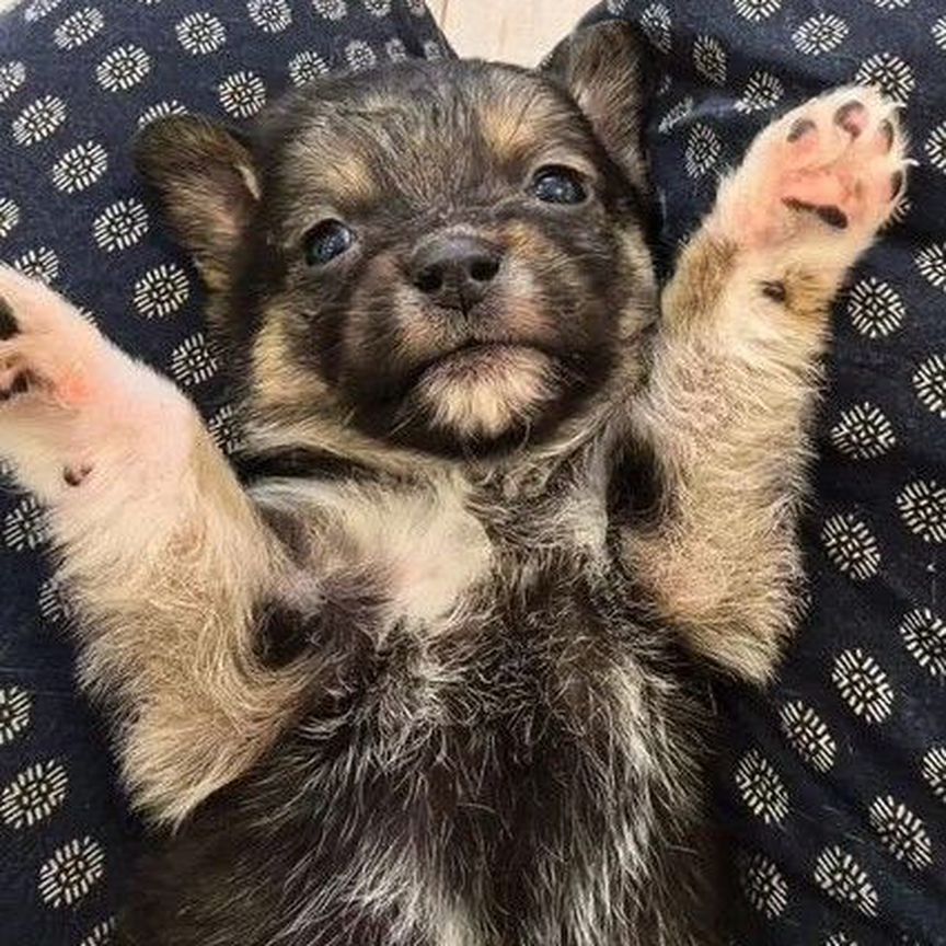 Щенок в добрые руки