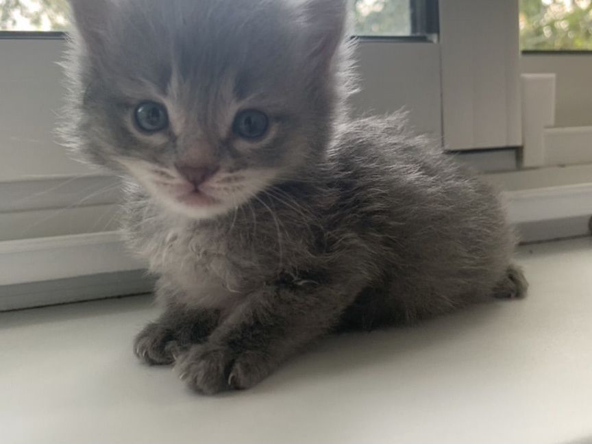 Серый пушистый котенок