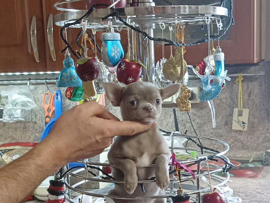 Лиловые Новогодние Чихуахуа