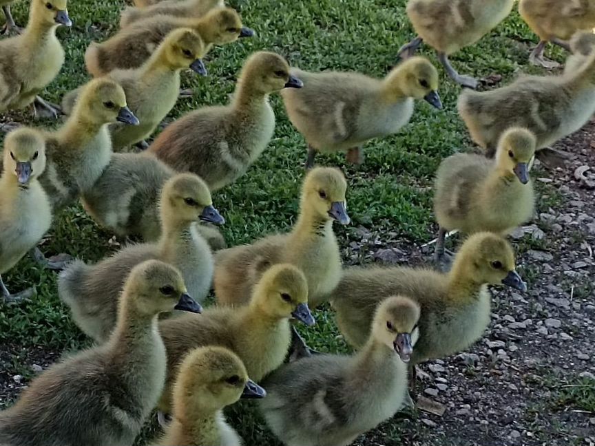 Утки, Муларды, утки черри-велли, индоутки