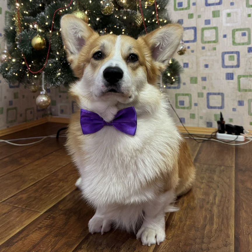 Вельш Корги Пемброк, взрослый пёс