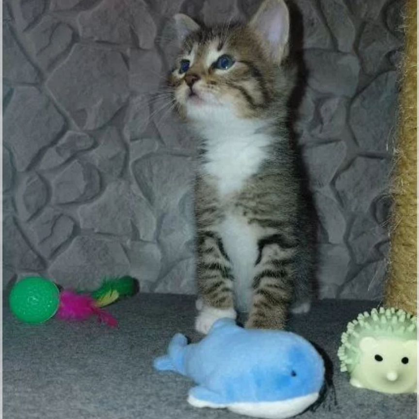 Котёнок в добрые руки