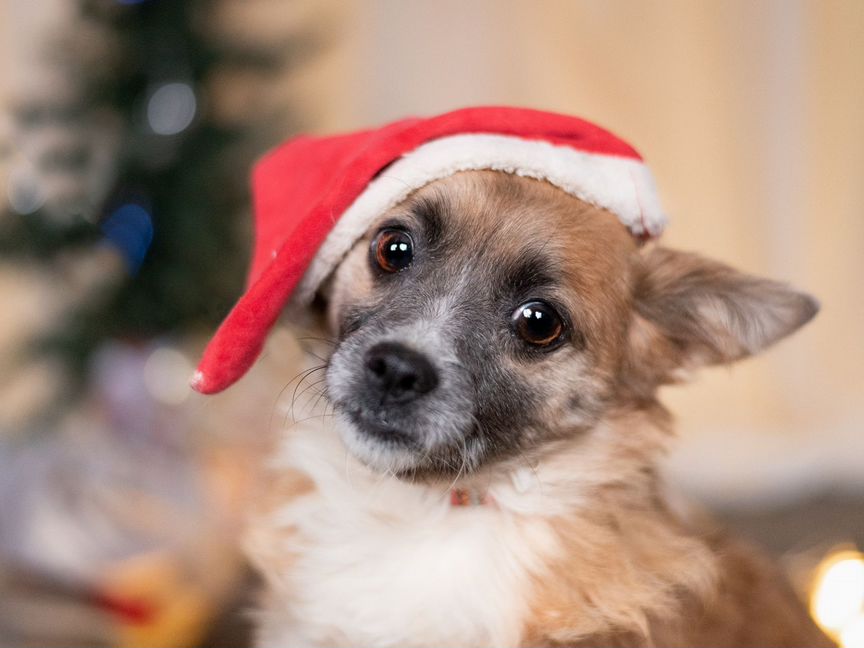 Маленькая собака в добрые руки