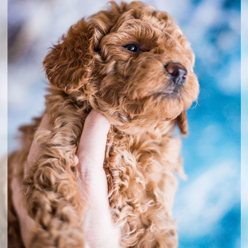 Пудель, щенок