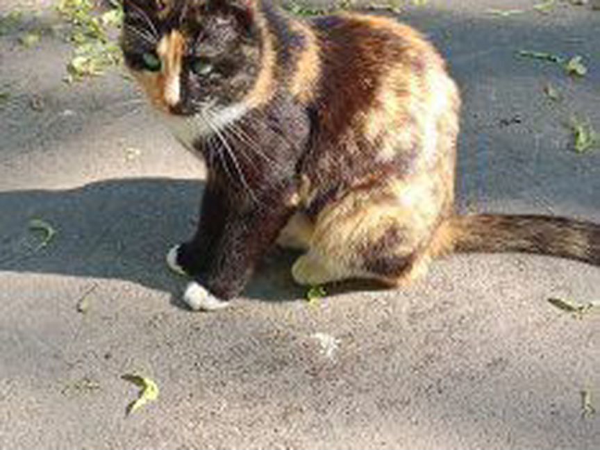 Пеструшка кошка