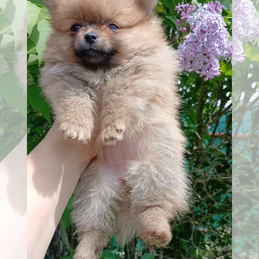Померанский шпиц, щенок
