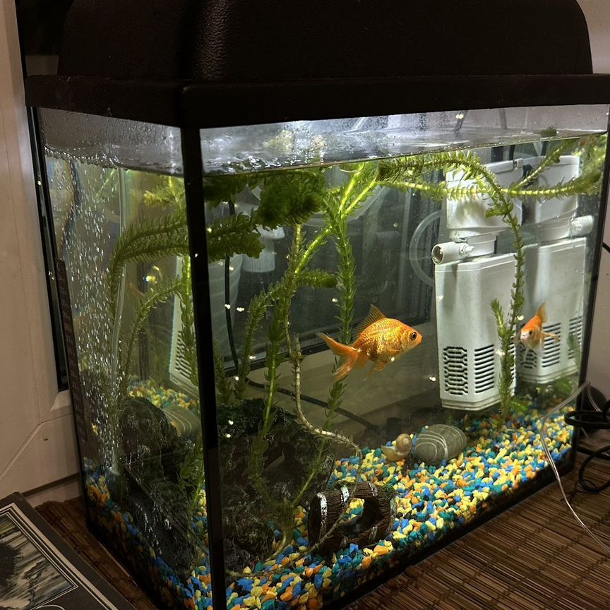 Аквариум с рыбками