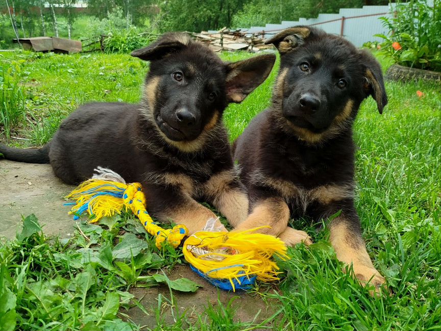 Щенки немецкой овчарки рабочего разведения