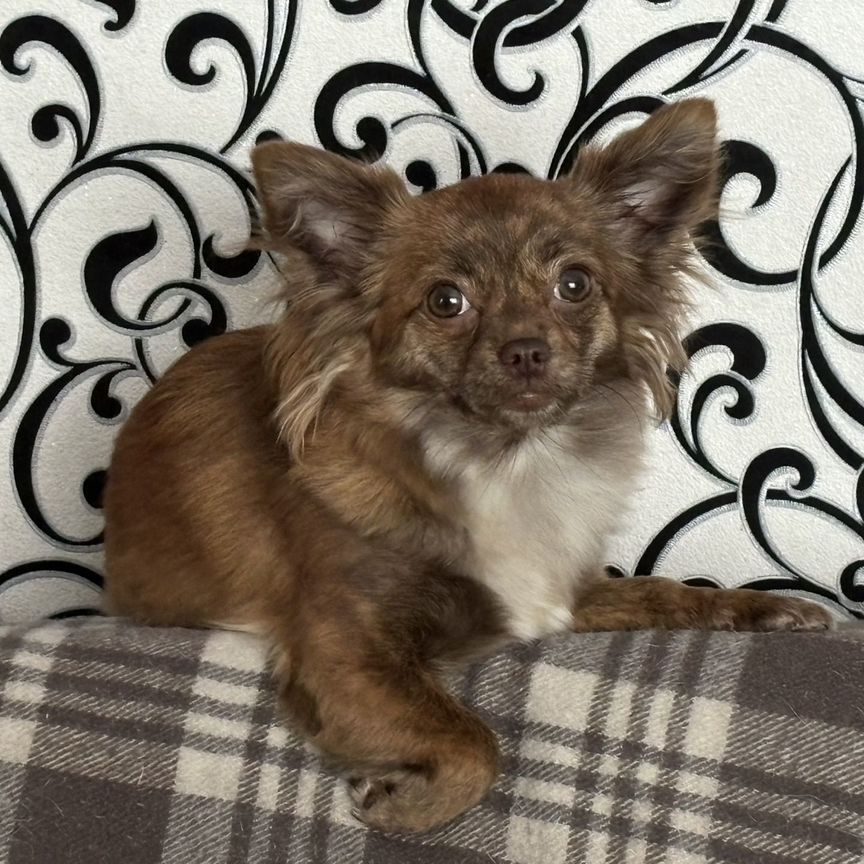 Чихуахуа 9 месяцев