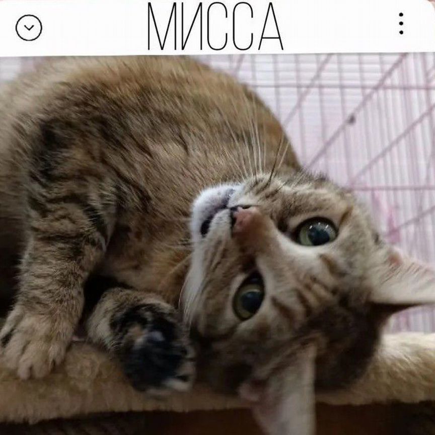 Кошка Мисса
