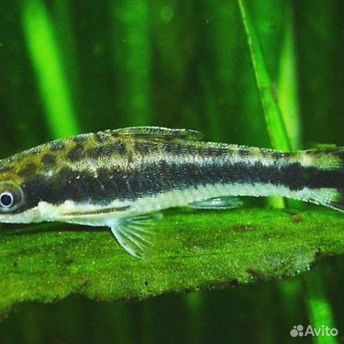 Отоцинклюс широкополосый (Otocinclus vittatus)