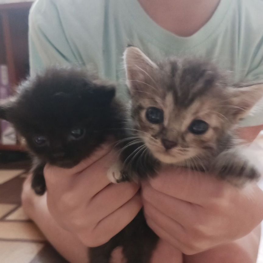 Котята в добрые руки
