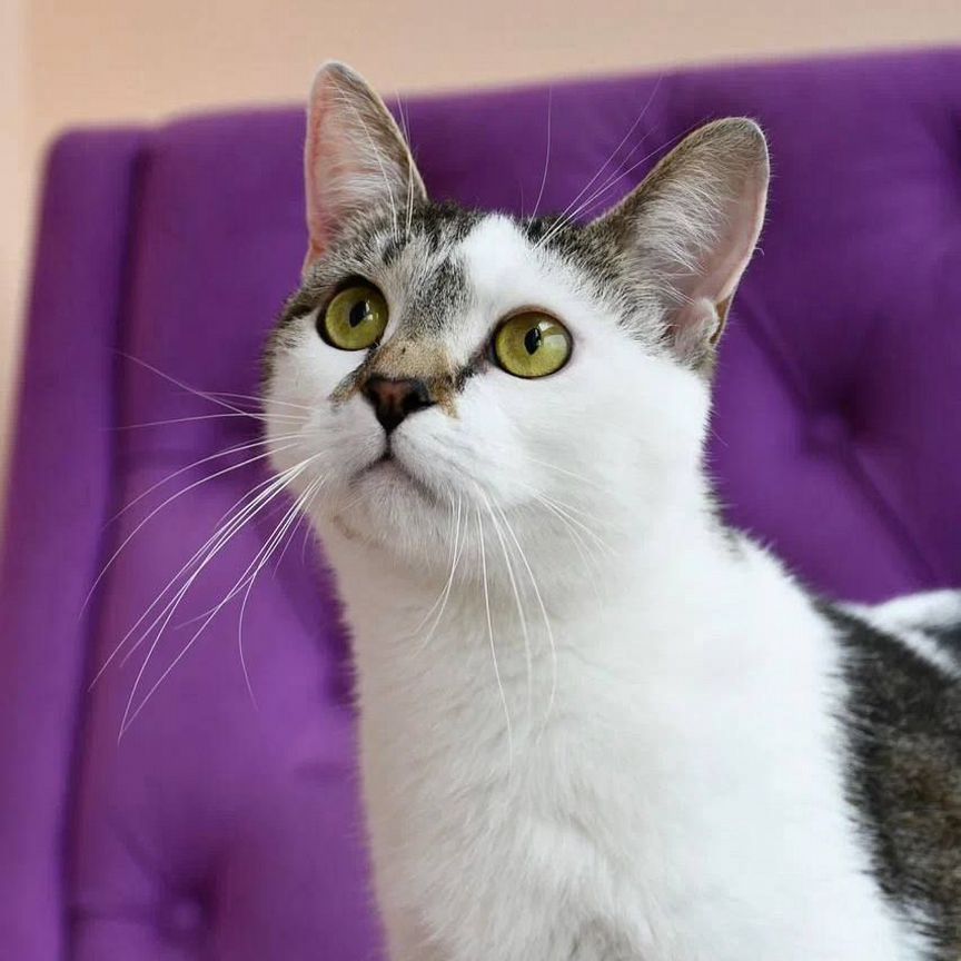 Взрослый кот в добрые руки