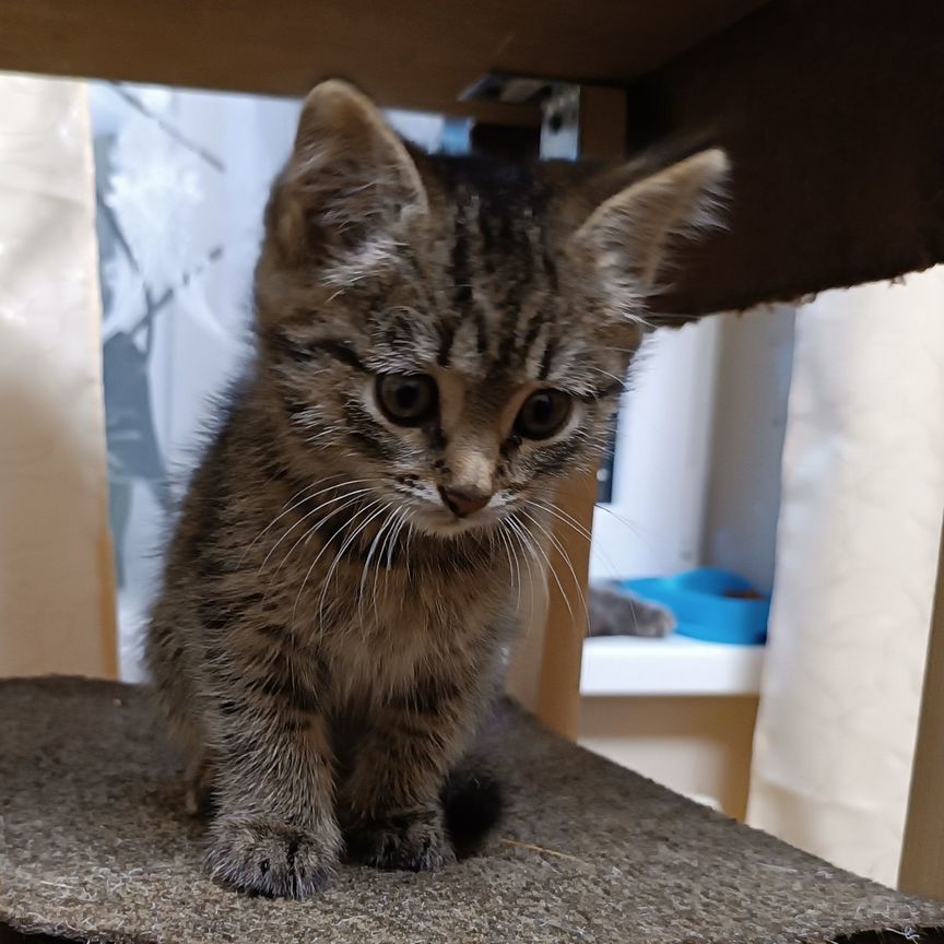 Отдам котенка