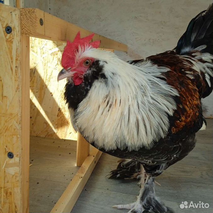 Петух породы Фавероль лососёвая
