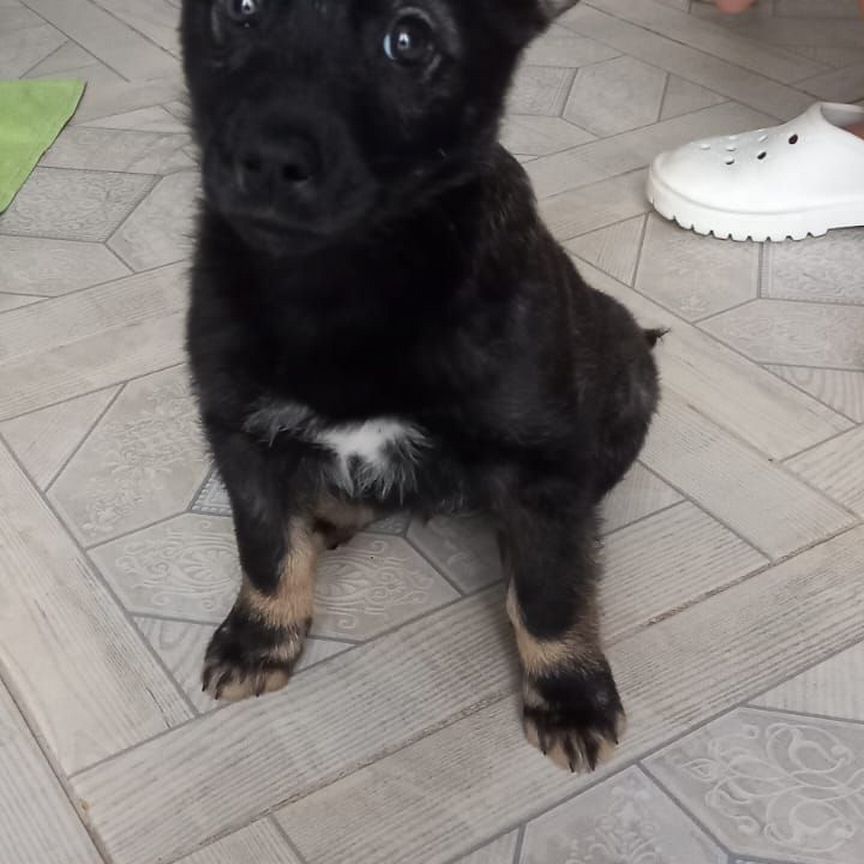 Отдам в добрые руки