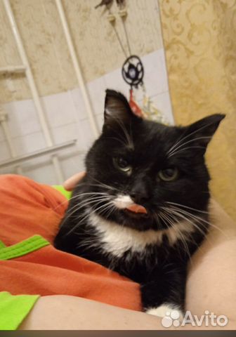 Котик Димка