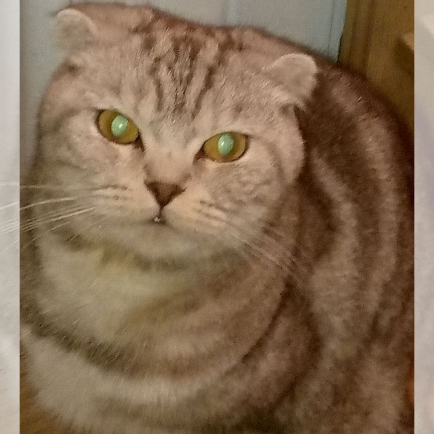 Кошка вислоухая британка