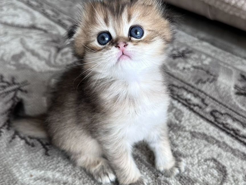 Шотландские котята