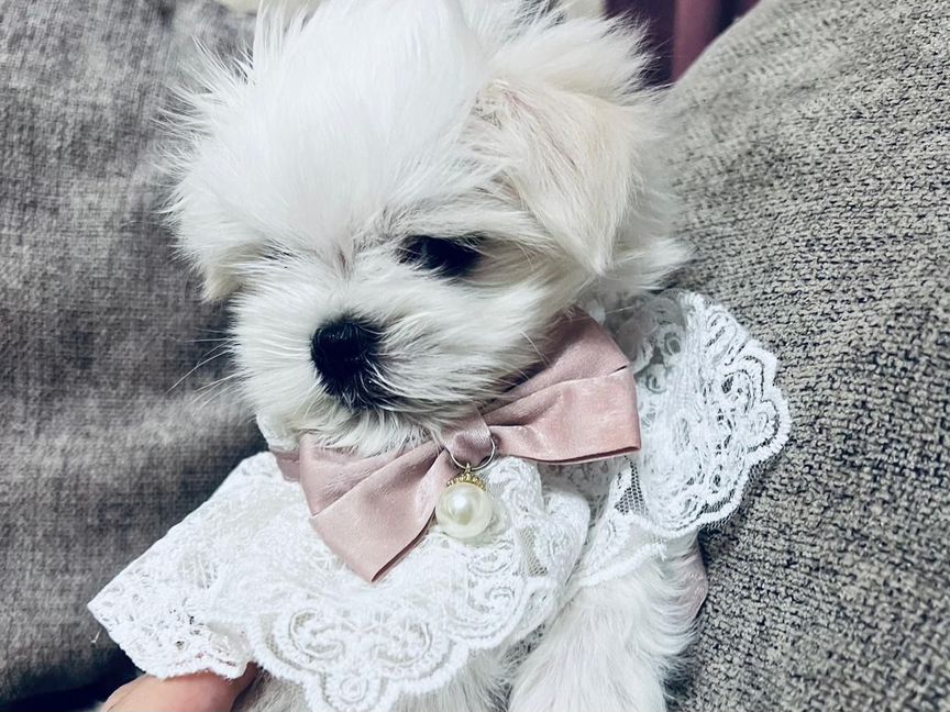 Мальтезе, Мальтийская болонка mini