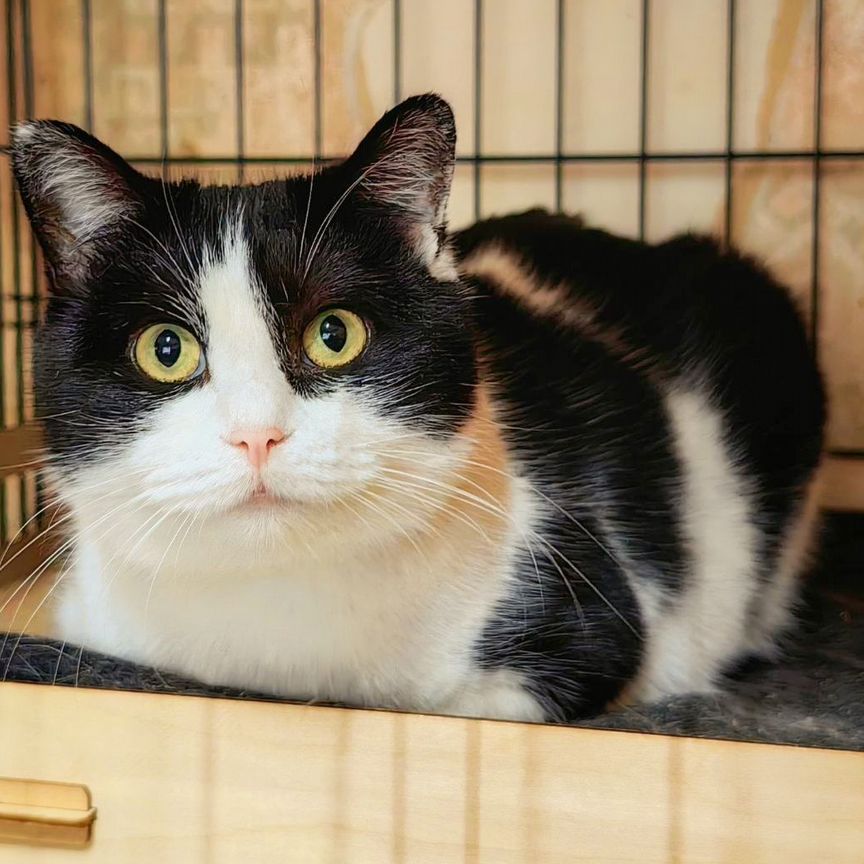 Кошки бесплатно в добрые руки