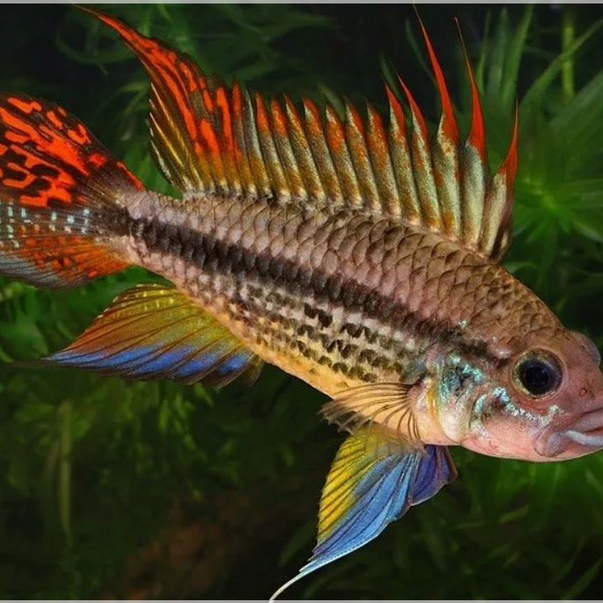 Апистограмма какаду - Apistogramma cacatuoides