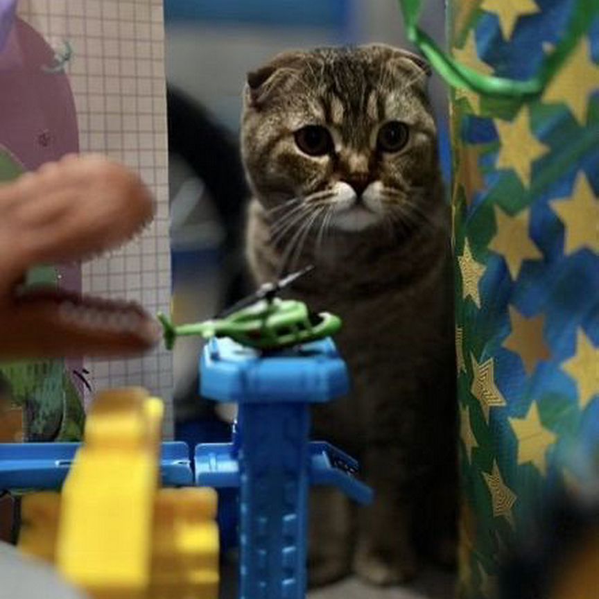 Отдам в добрые руки