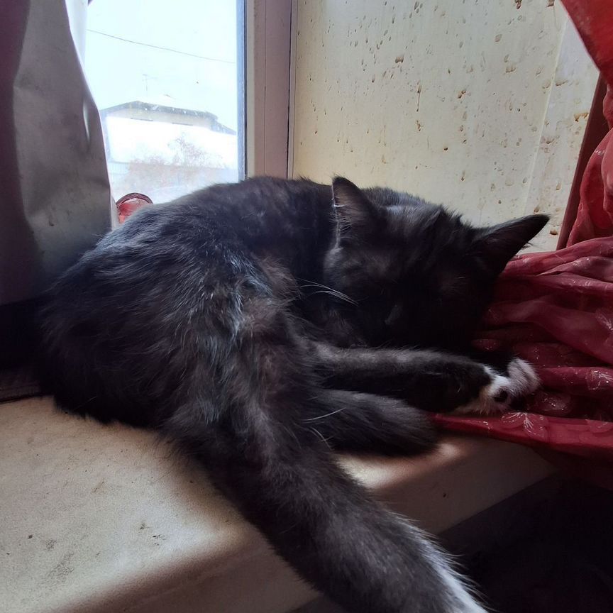 Котятенок в добрые руки