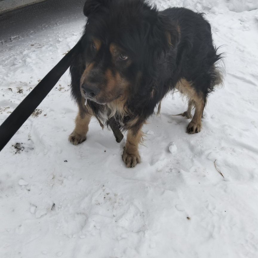 Взрослый пёс в добрые руки