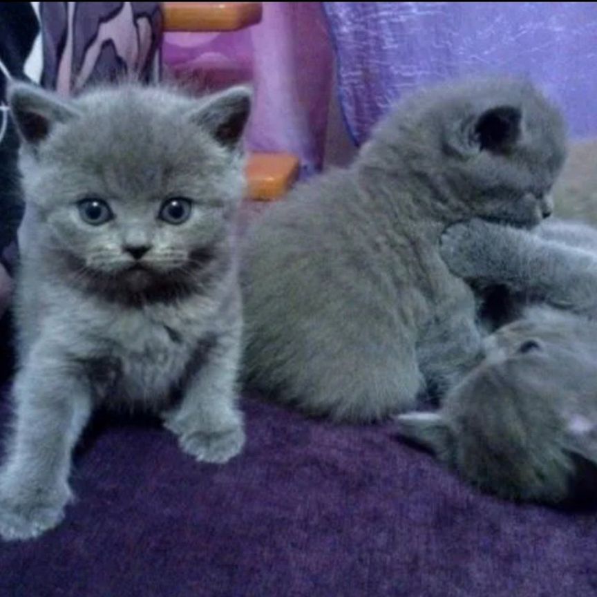 Плюшки голубого окраса)