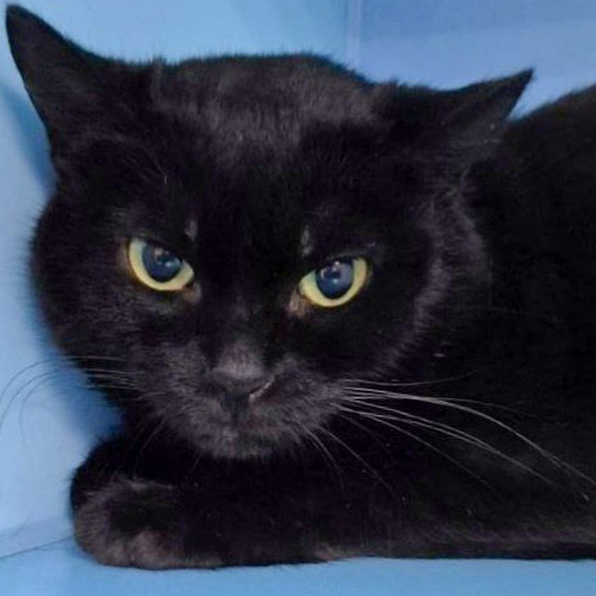 Взрослая, Девочка кошка в добрые руки