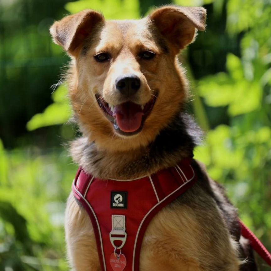 Рыжая собака в добрые руки бесплатно