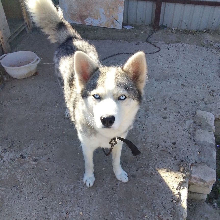 Сибирский хаски