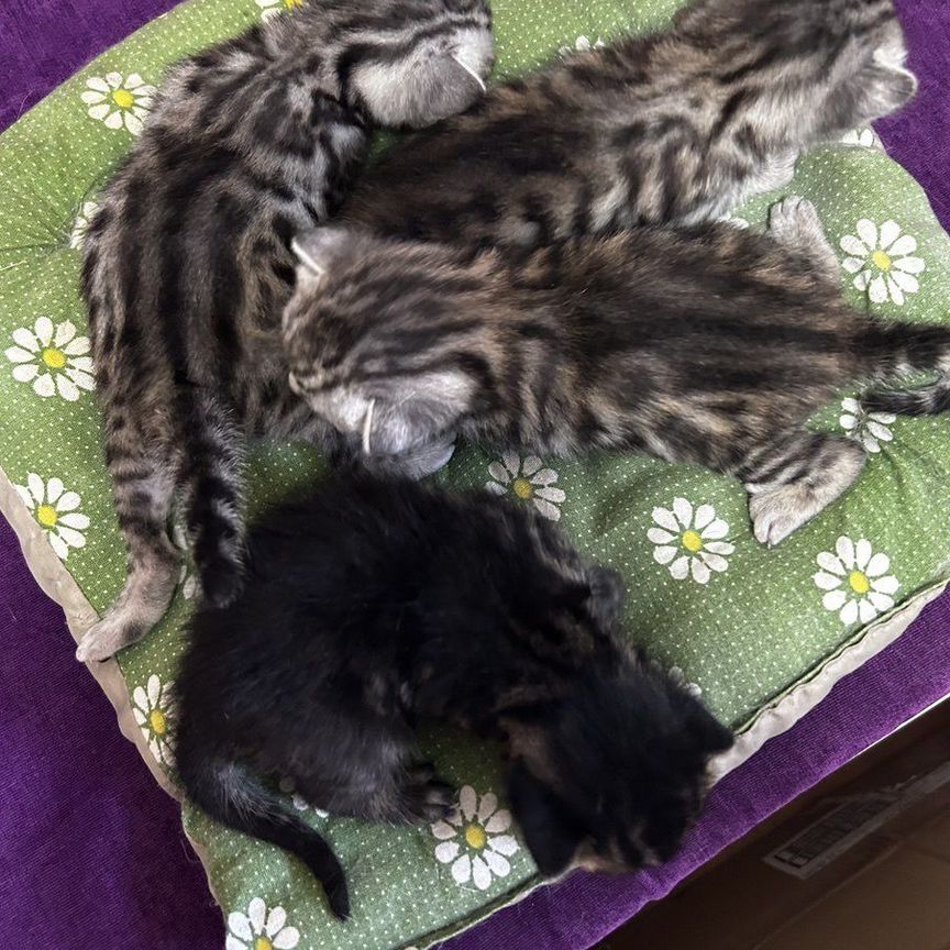 Продам котят