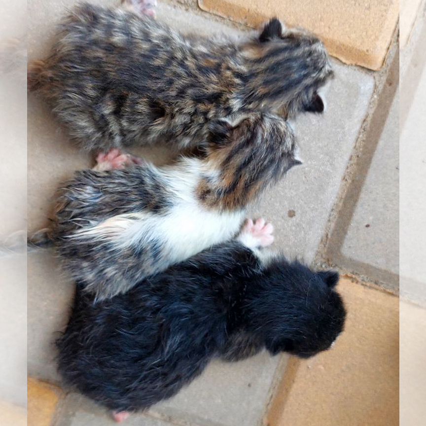 Котята